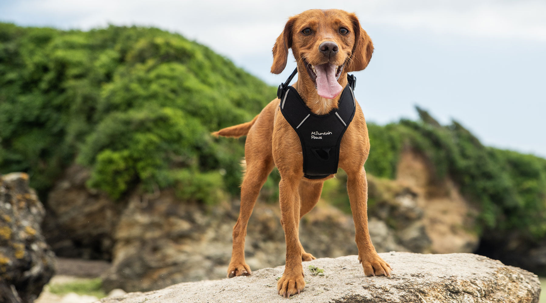 Dog Harnesses | Mountain Paws