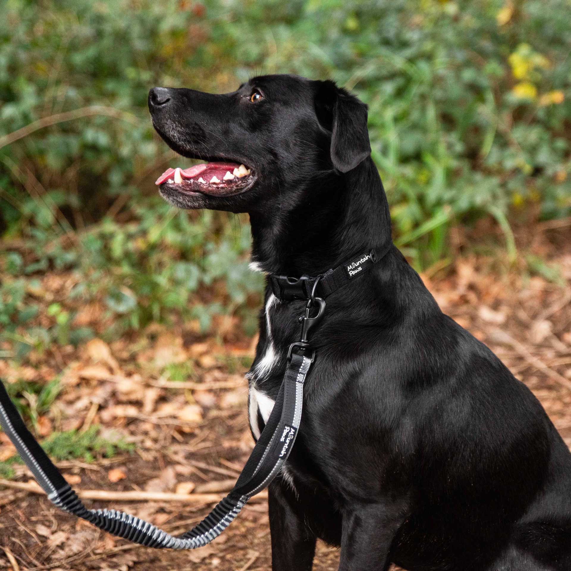 Stretch Dog Lead | Dog Leash | Mountain Paws