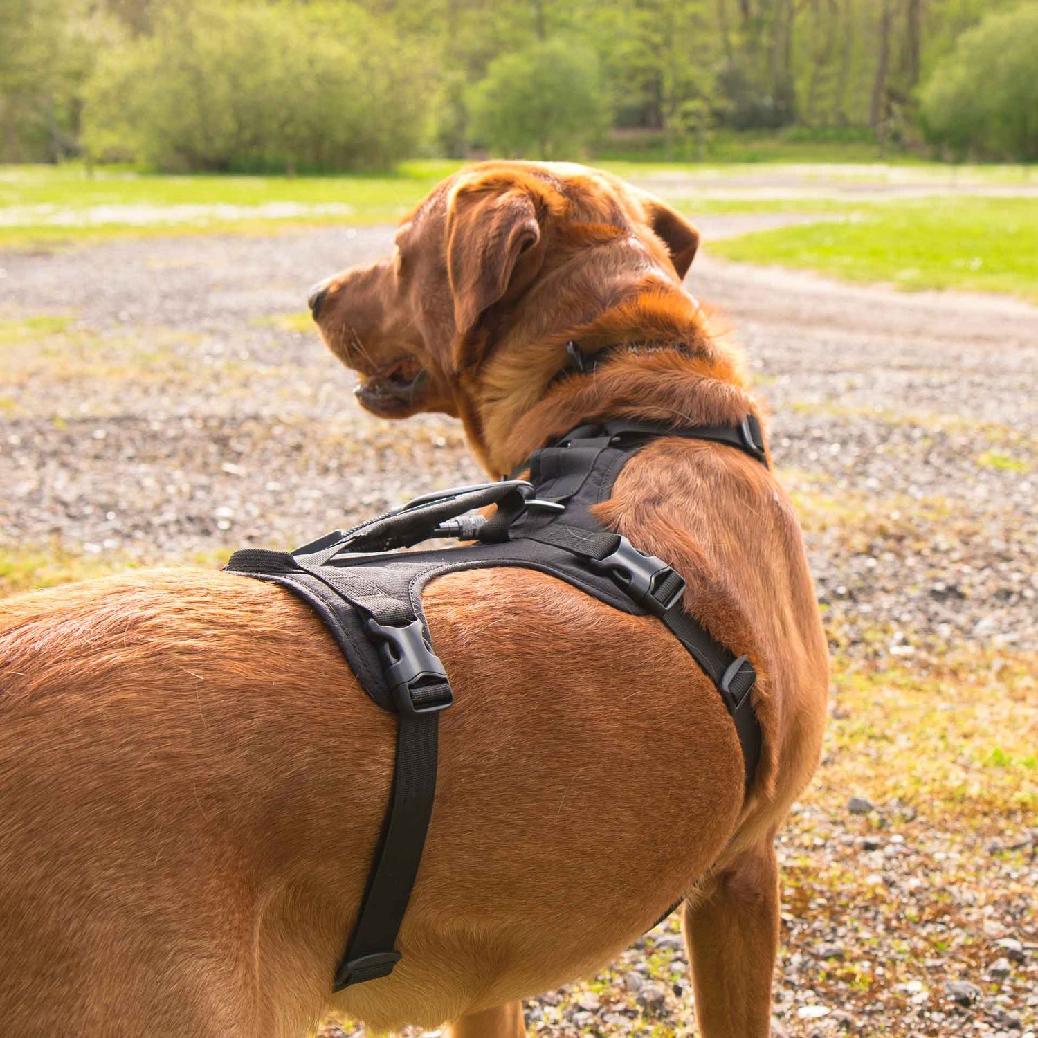 3 Strap Dog Harness | Mountain Paws