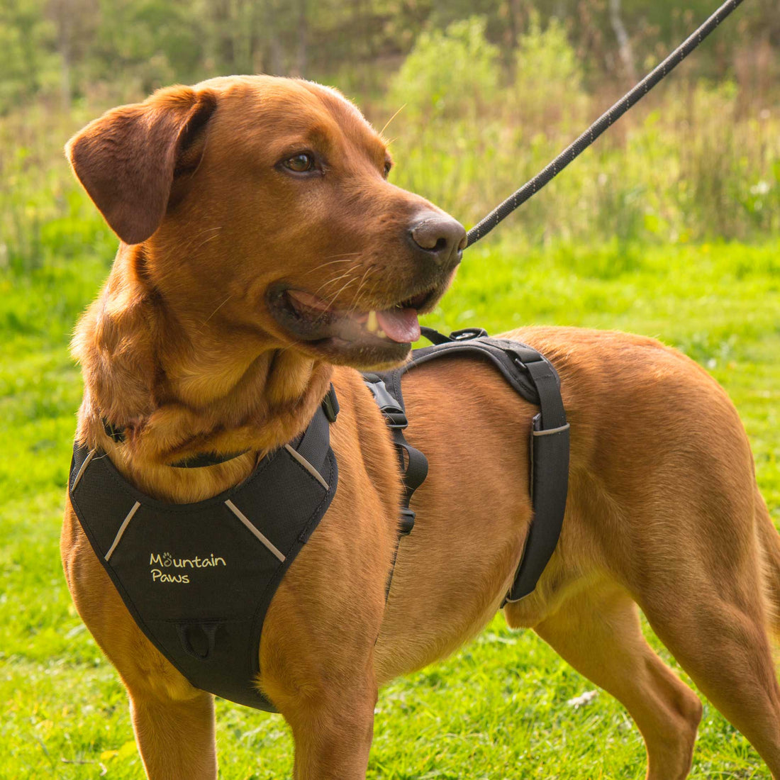 3 Strap Dog Harness | Mountain Paws