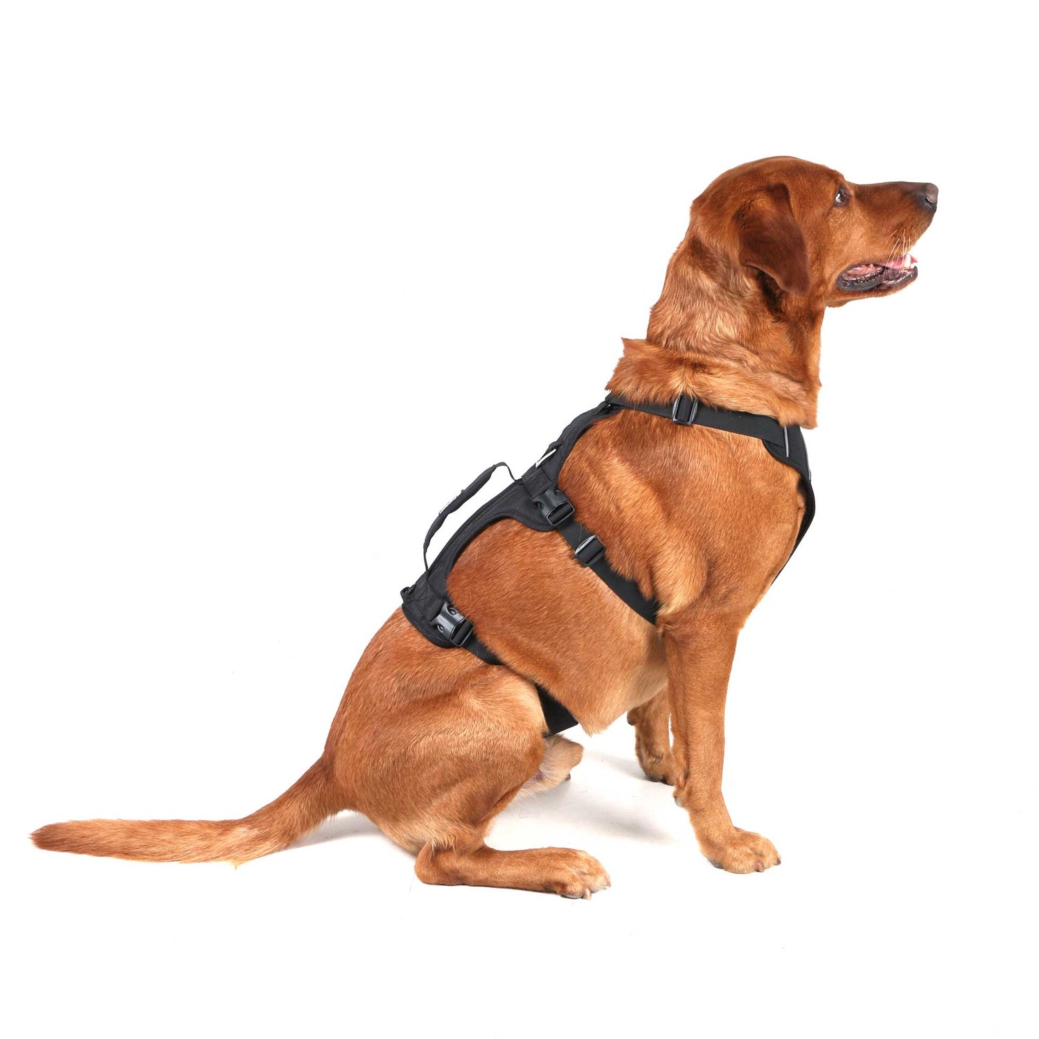 3 Strap Dog Harness | Mountain Paws