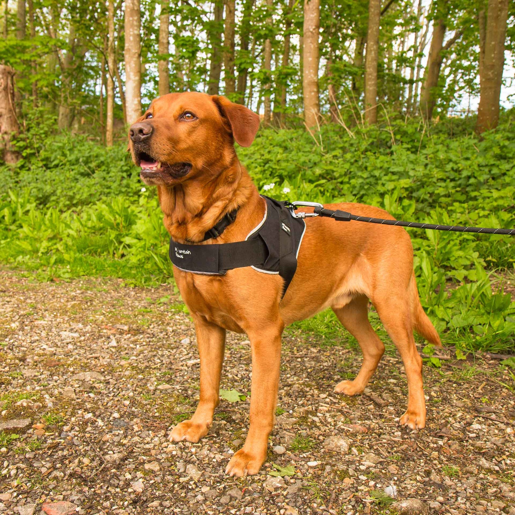 Extra Tough Dog Harness | Mountain Paws