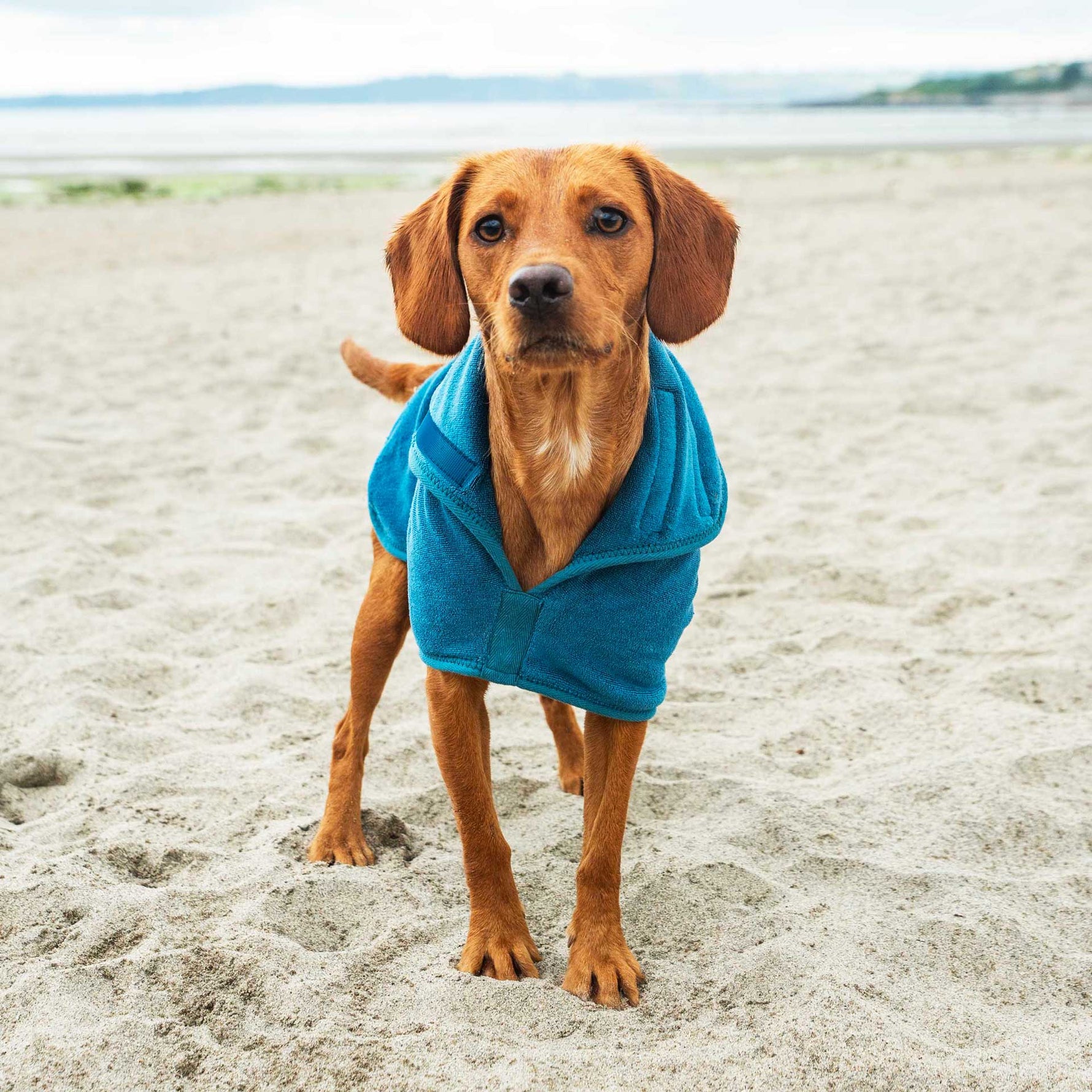 Dog Robe | Microfibre Dog Robe | Mountain Paws