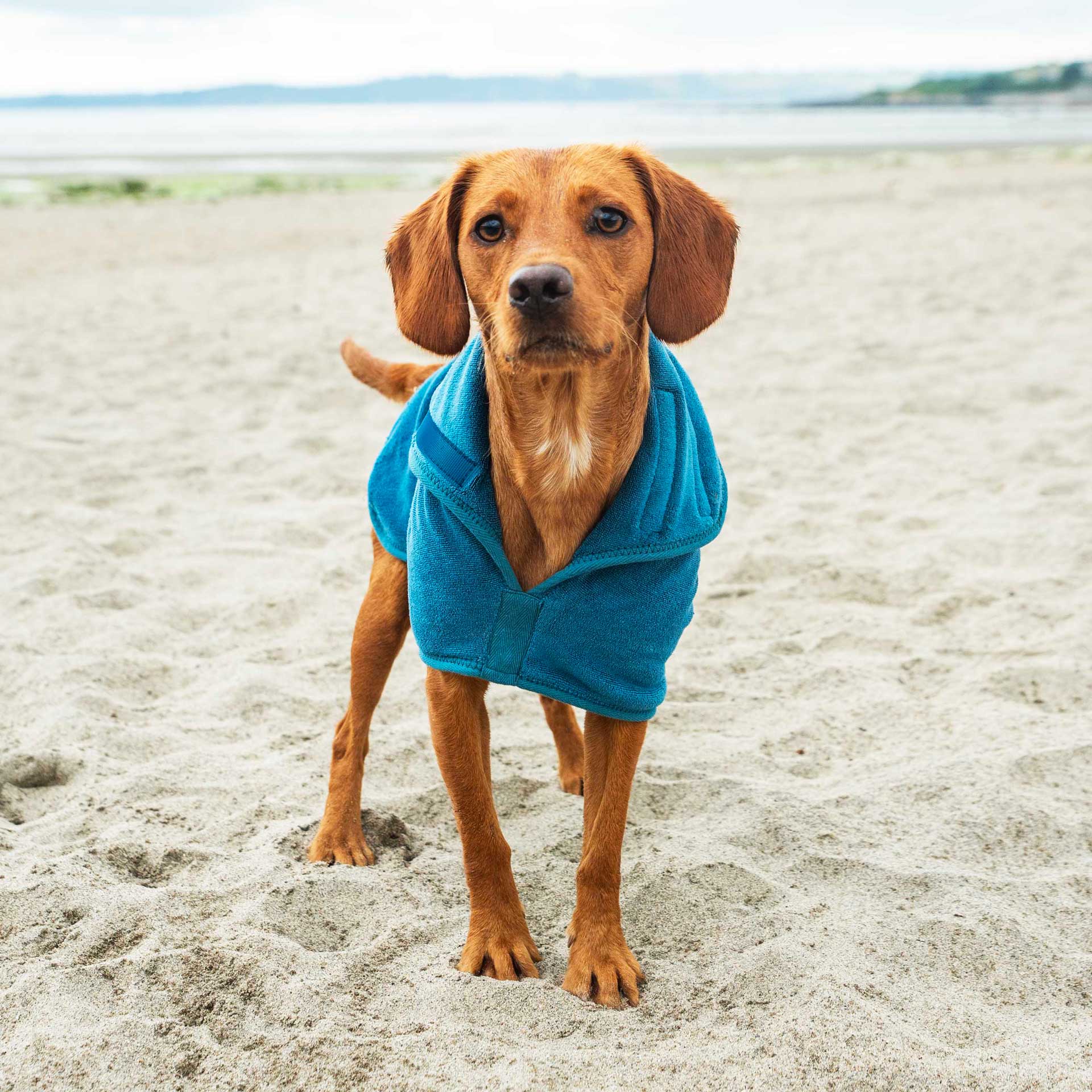 Dog Robe | Microfibre Dog Robe | Mountain Paws