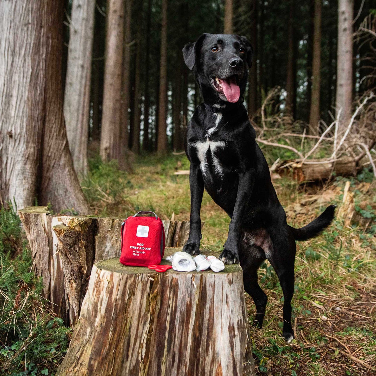 Dog First Aid Kit | Pet First Aid Kit | Mountain Paws