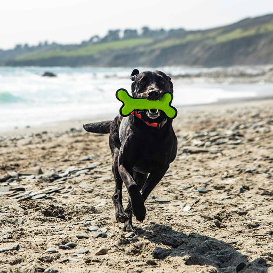 Rubber Bone Dog Toy | Mountain Paws