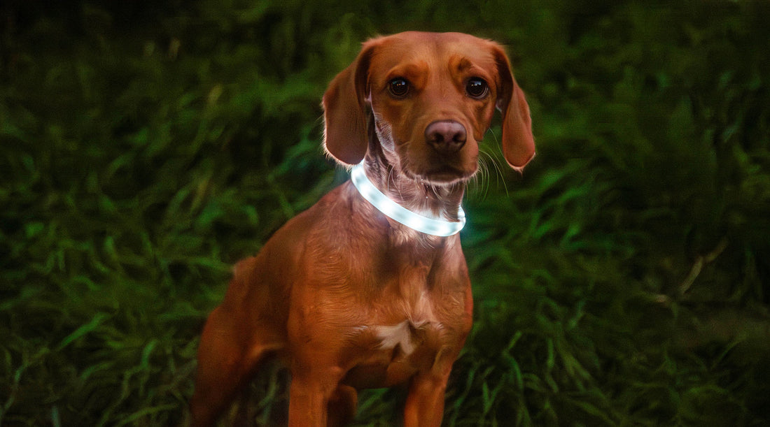 Dog Lights | Mountain Paws